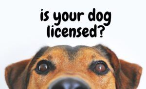 Dog Licenses | Enfield NH